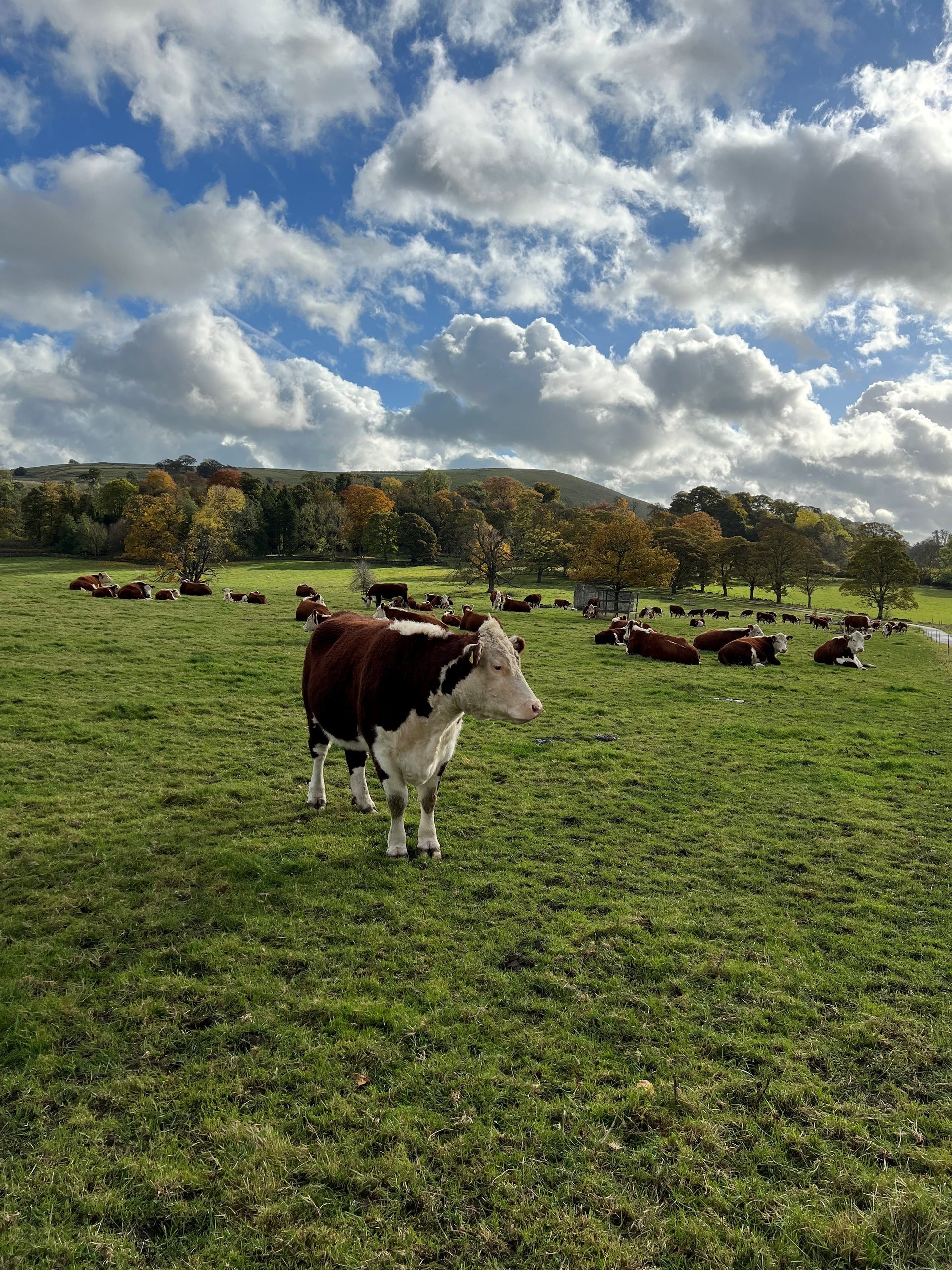 About Us – Lower Hurst Farm