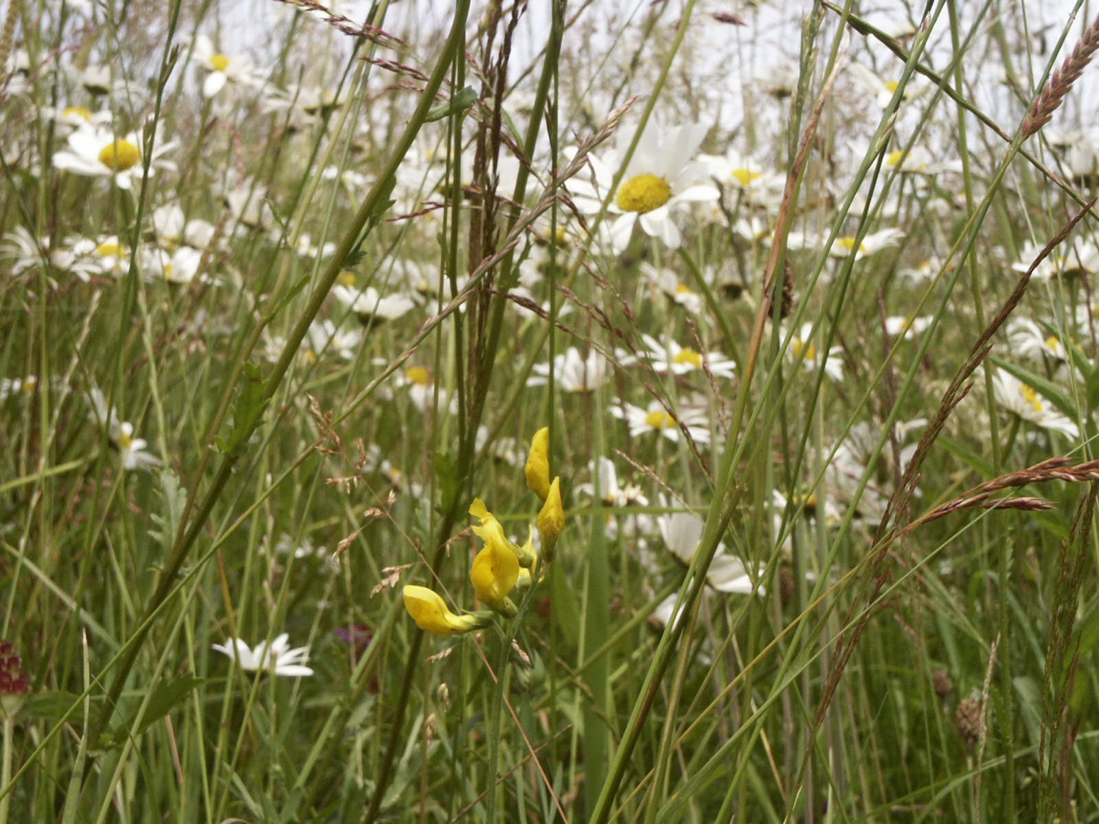 About Us – Lower Hurst Farm